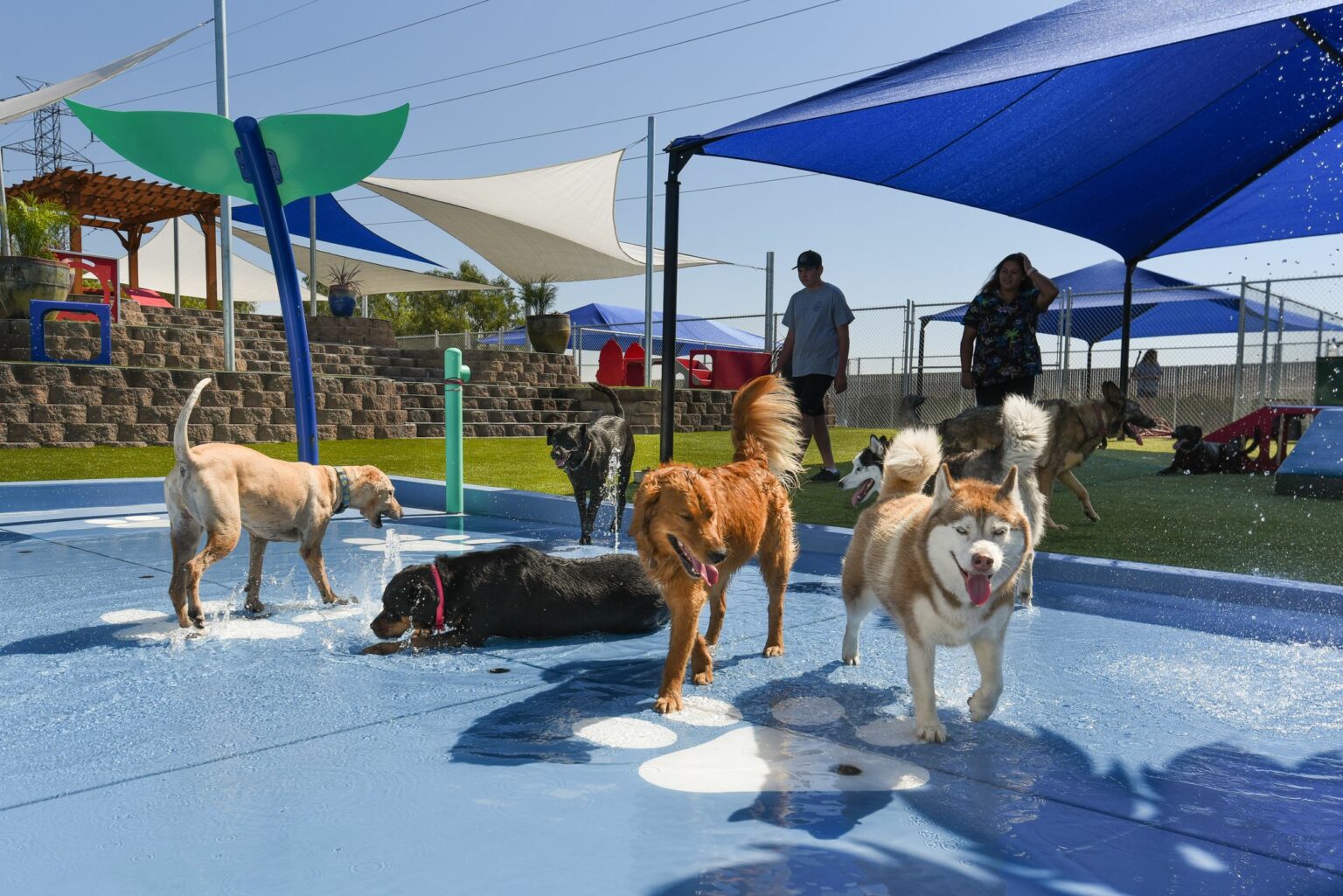 Bringing Home a New Dog or Puppy - The Ranch Pet Resort