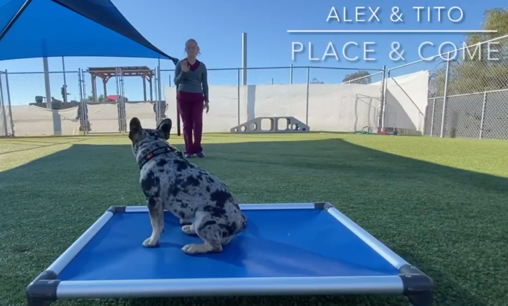 Dog Obedience Training At The Ranch Pet Resort And Spa The Ranch Pet Dog Obedience Training At The Ranch Pet Resort And Spa The Ranch Pet