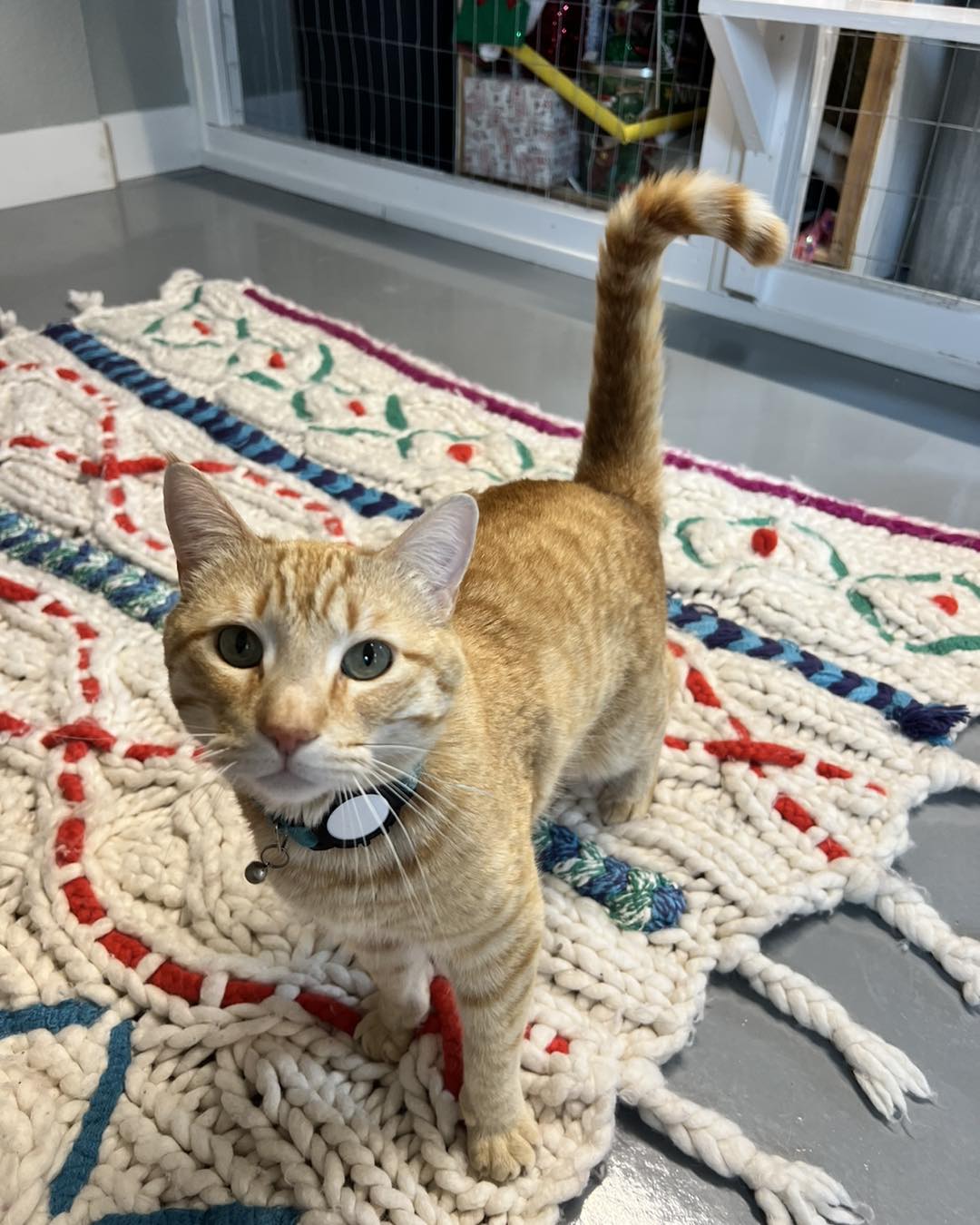 March Madness at The Ranch Pet Resort and Spa - The Ranch Pet Resort