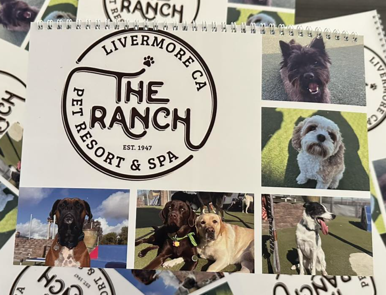 Happy New Year - The Ranch Pet Resort