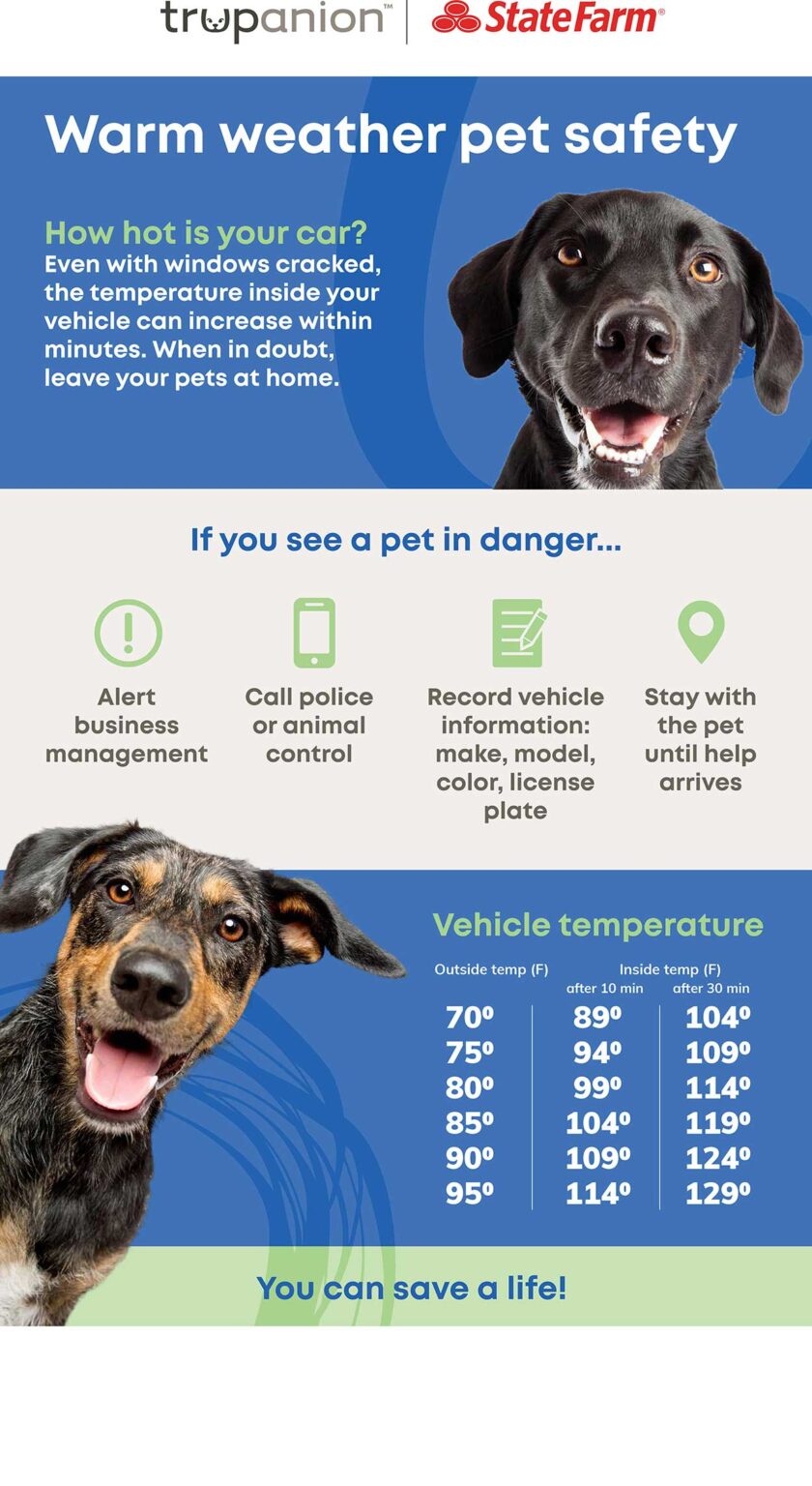 Hot Weather Reminders for Our Furry Friends - The Ranch Pet Resort