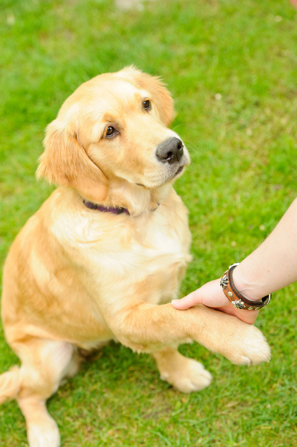 Professional Dog Training Offered by The Ranch Pet Resort and Spa - The ...