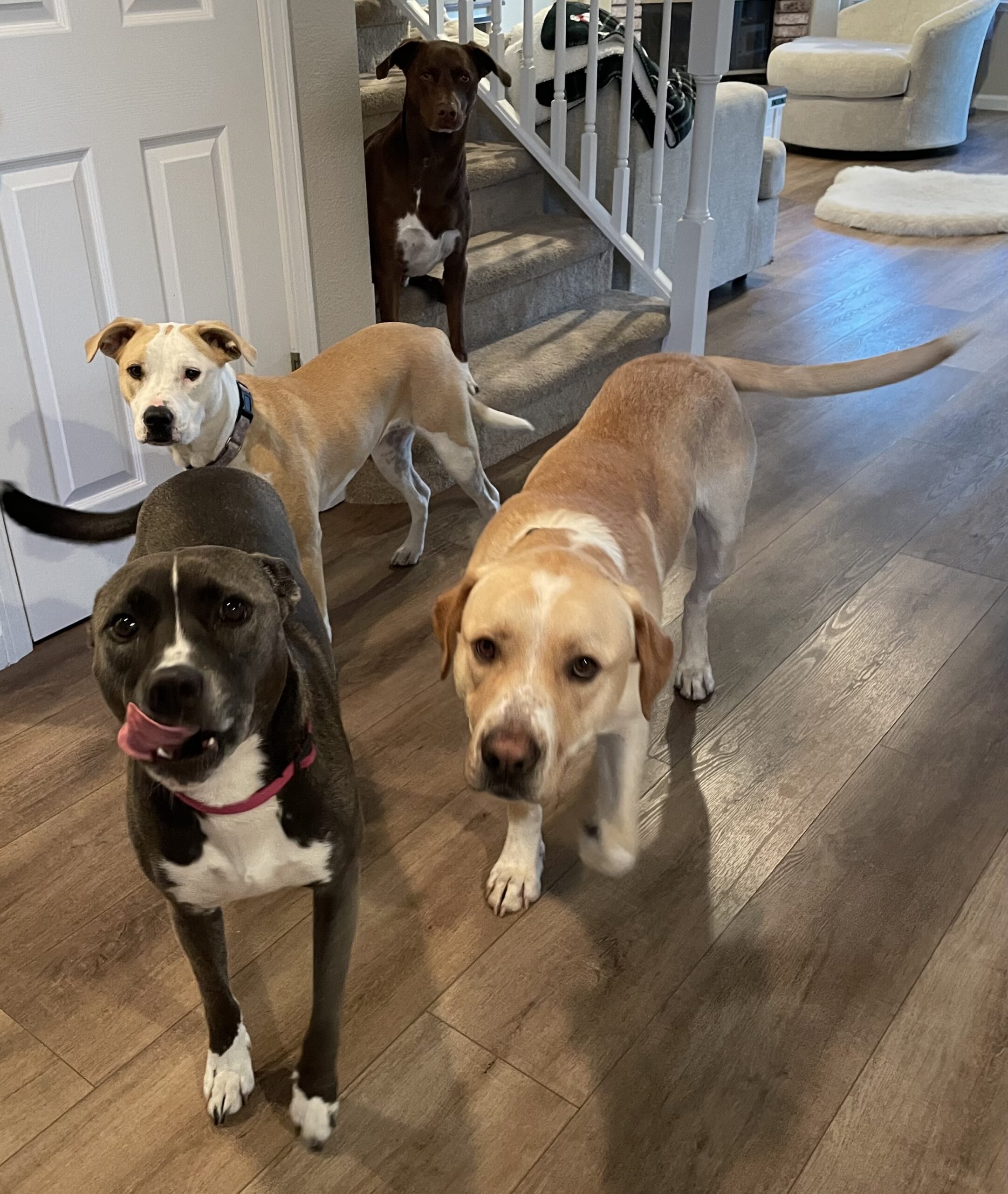 5 Reasons to Adopt a Mixed-Breed Dog - The Ranch Pet Resort